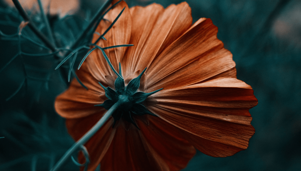 Australian Alt-Rock Group Band Watching Wolves Share Aggressive New ...